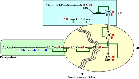 Figure 7 From Caloric Restriction Delays Yeast Chronological Aging By