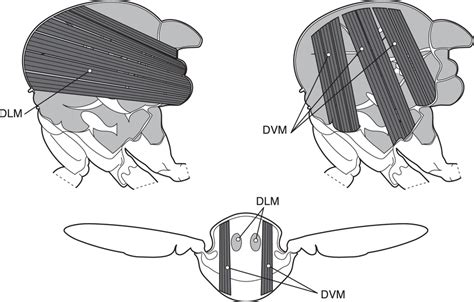The Thorax With And Dorsal Longitudinal Upper Left And Dorso Ventral