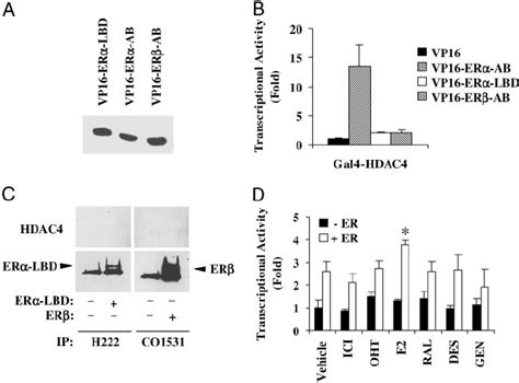 Hdac4 Binds Selectively To The Er ␣ N Terminus A Cos 7 Cells Were