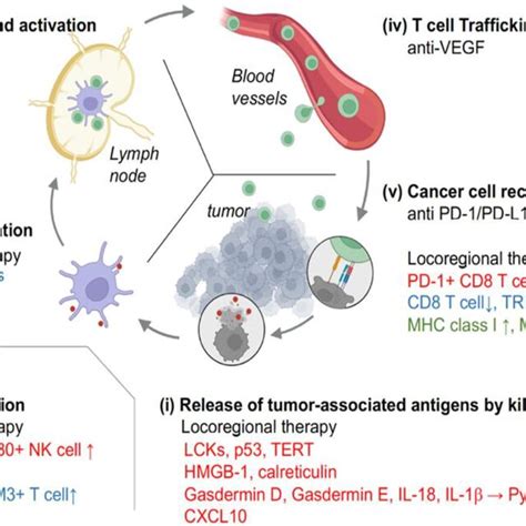 Immune Responses Against Cancers After Immune Checkpoint Inhibitors And