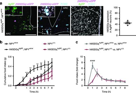 Virally Transduced Re Expression Of Npy Selectively In Agrp Neurons Of