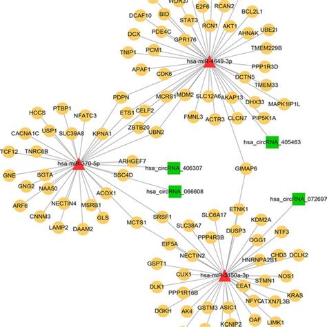The Circrna‐mirna‐mrna Interaction Network The Red Triangle Represents