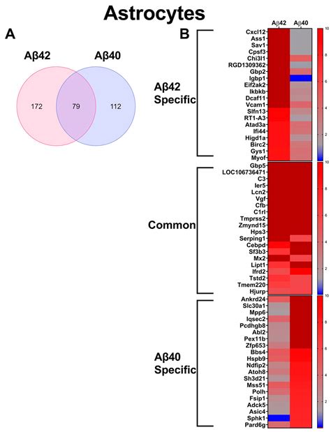 Biomedicines Free Full Text Impact Of Aβ40 And Aβ42 Fibrils On The
