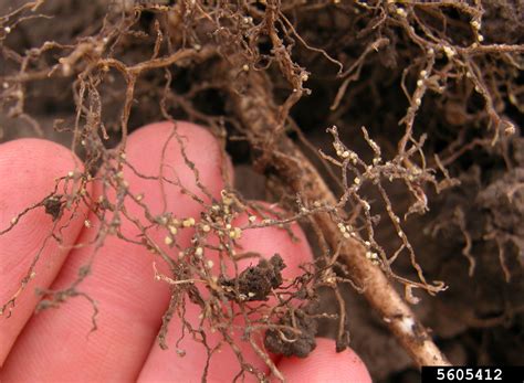 Soybean Cyst Nematode Heterodera Glycines