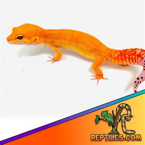 Hypo Leopard Gecko Ubicaciondepersonas Cdmx Gob Mx
