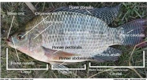Anatomi Eksternal Dan Internal Ikan Nila Oreochromis Niloticus
