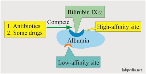 Bilirubin Part 1 Total Bilirubin Direct And Indirect Bilirubin