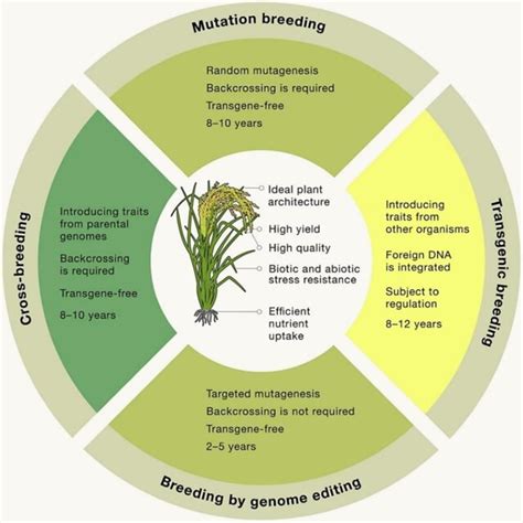 Different Plant Breeding Methods Employed To Produce And Improve Crop