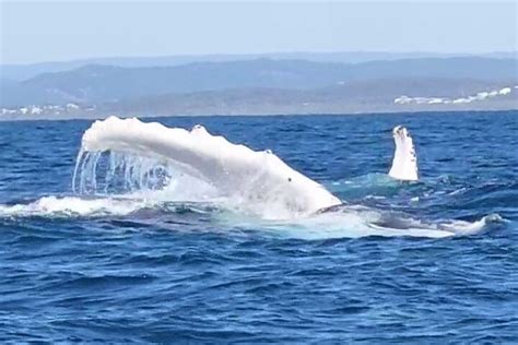 2023 Noosa Whale Watching Provided By Noosa Thriller Tripadvisor