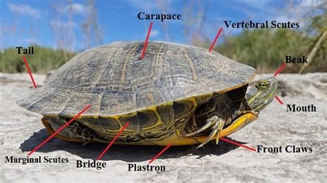 how can you tell if a turtle is male or female the