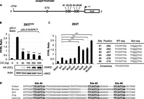 Cic Represses Dusp6 Promoter Activity Through Three Cres A A