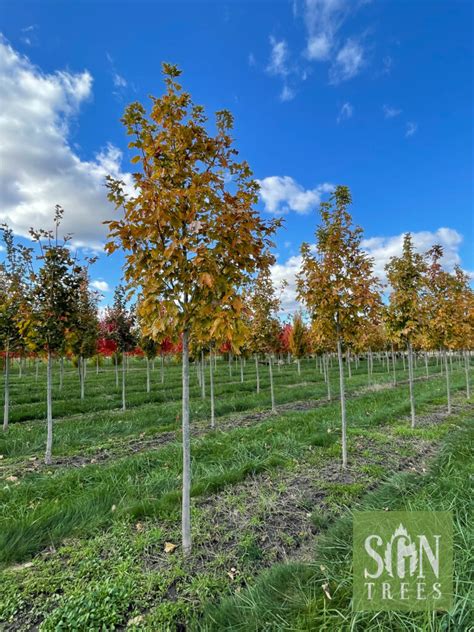 Acer Saccharum Bailsta Spring Grove Nursery