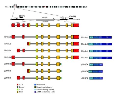 Schematic Representation Of Human Pparg Gene Transcripts And Protein