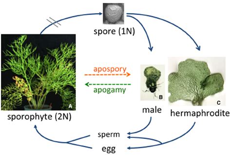 frontiers reproduction and the pheromonal regulation of sex type in