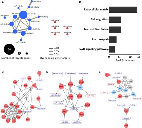 Frontiers Microrna Mrna Co Sequencing Identifies Transcriptional And