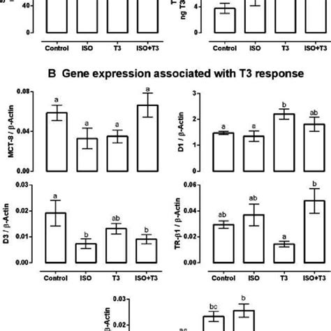 T3 Levels And Gene Expression Related To The Thyroid Response In Lncap