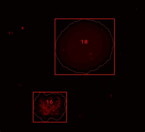 python opencv differentiate between two very similar contours