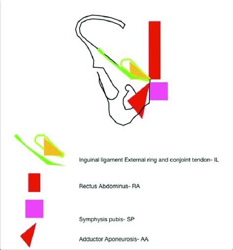 Structures Attached To The Pubic Tubercle Download Scientific Diagram