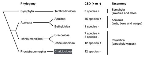 3 Phylogenetic Distribution Of Complementary Sex Determination Csd