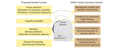 Striatal Dysfunction And Major Autism Spectrum Disorder Symptom