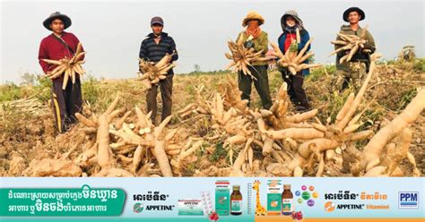 Investment Needed For Cassava Exports To China Cambodianess