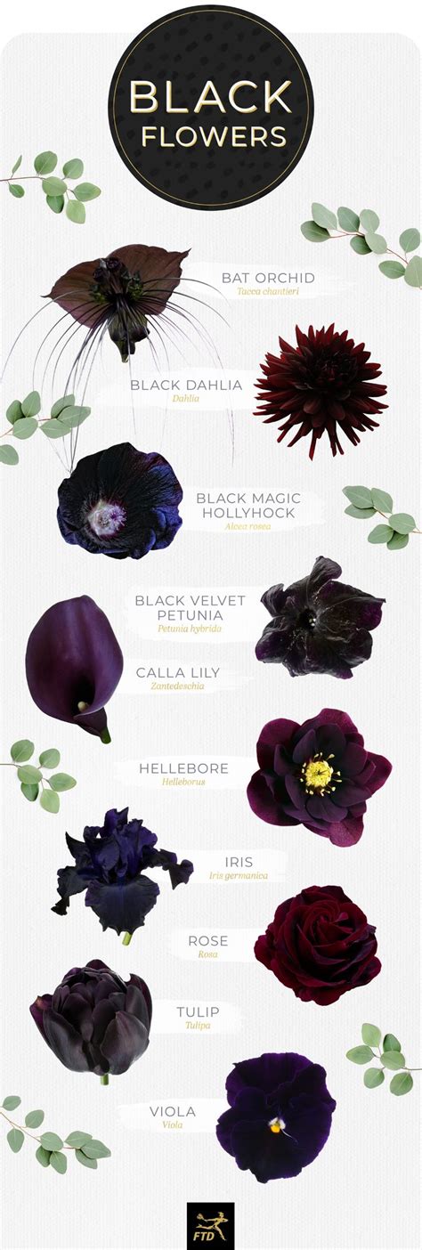 10 Types Of Black Flowers Gothic Flowers Black Flowers
