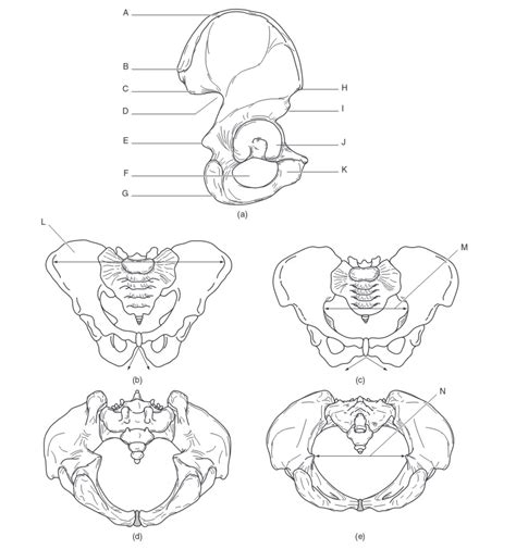 Lab 7 The Pelvis Diagram Quizlet