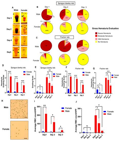 Pathophysiology Free Full Text Sex Differences In Immune Cell