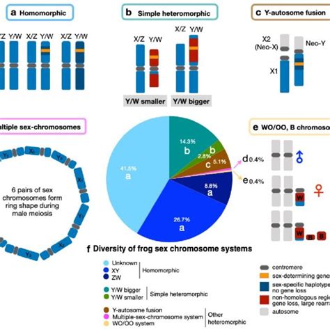Diversity Of Frog Sex Chromosome Systems A Homomorphic Sex
