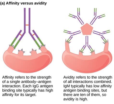 What Is The Difference Between Affinity And Avidity Pediaa Com