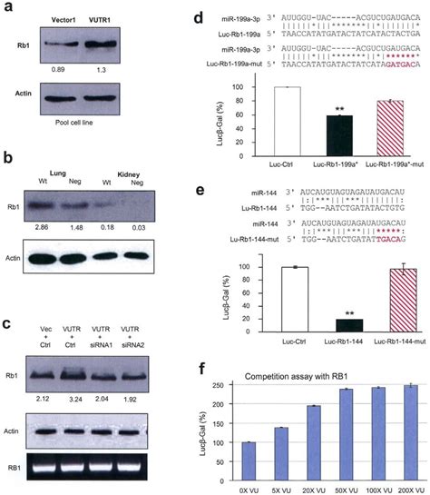 Rb1 Expression Is Regulated By Mir 199a 3p And Mir 144 A Cell Lysate