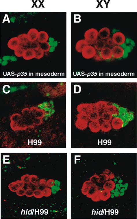 Sex Specific Apoptosis Regulates Sexual Dimorphism In The Drosophila