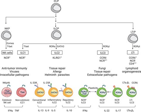 Frontiers Innate Lymphoid Cells In Response To Intracellular