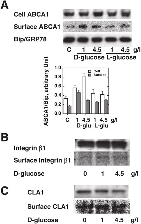 Surface Abca1 In Hepg2 Cells Probed By 125 I Labeling Hepg2 Cells Were