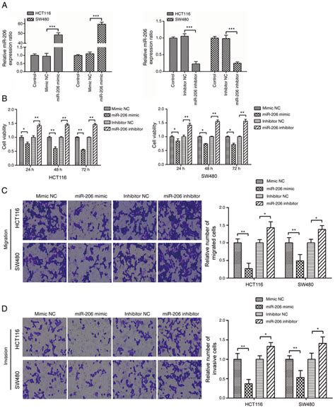 Effects Of Mir 206 On The Proliferation Migration And Invasion Of