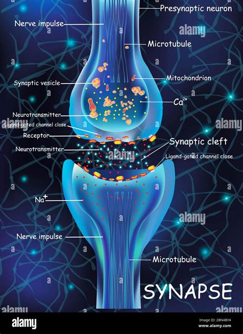 Anatomy Synapse Cells Transmission Signal Of Impulse In A Living