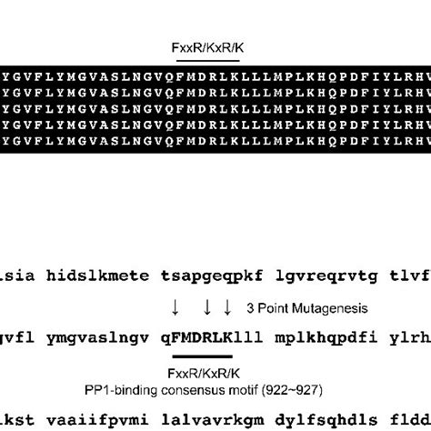 Conservation Of The Pp1 Binding Consensus Residues In Nbce1 B A