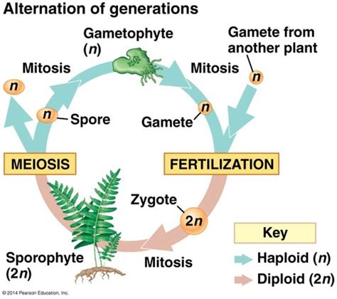 General Biology Ii Plant Diversity Lab Practical Flashcards Quizlet