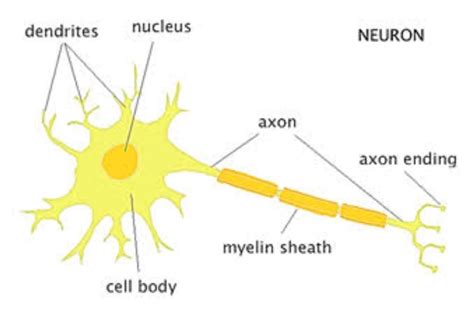 Make A Sketch Of The Human Nerve Cell What Function Do Nerve Cell
