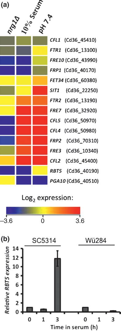Figure 2 From Transcript Profiling Reveals Rewiring Of Iron