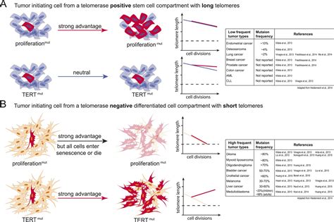 Cancer Associated Tert Promoter Mutations Abrogate Telomerase Silencing