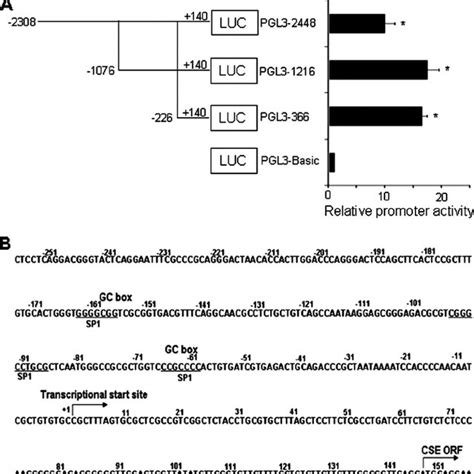 Deletion And Mutation Analysis Of Putative Sp1 Binding Sites In The