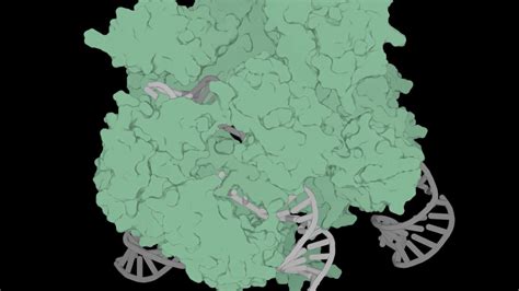 Generative A I Arrives In The Gene Editing World Of Crispr The New
