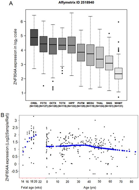 Spatiotemporal Expression Pattern Of The Znf804a Gene In Human Brain