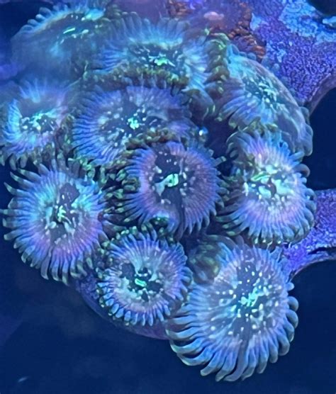 Zoa Id Purple And Green Chaos Rainbow Sort Of Guy Reef2reef