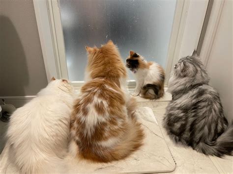 お風呂中の飼い主をモフモフ猫4匹が出待ち 「可愛いが大渋滞」「愛されすぎですね」｜まいどなニュース