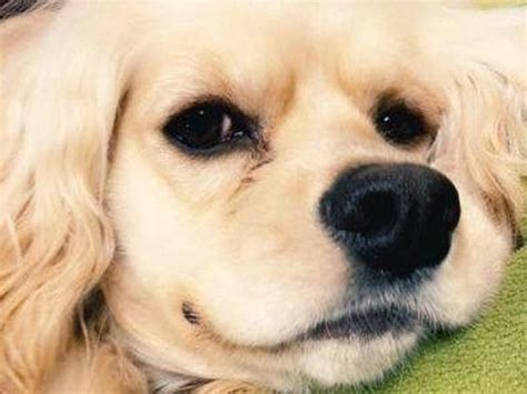 長生きのヒケツは日々の生活習慣！犬の寿命をのばすために（いぬのきもちnews）