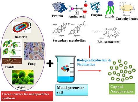Frontiers Role Of Biogenic Capping Agents In The Synthesis Of