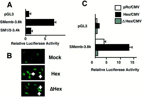 Homeobox Protein Hex Induces Smemb Nonmuscle Myosin Heavy Chain B Gene