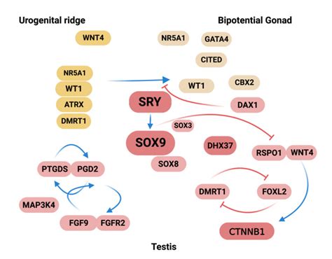 Figure 1 [summary Of The Molecular Events ] Endotext Ncbi Bookshelf